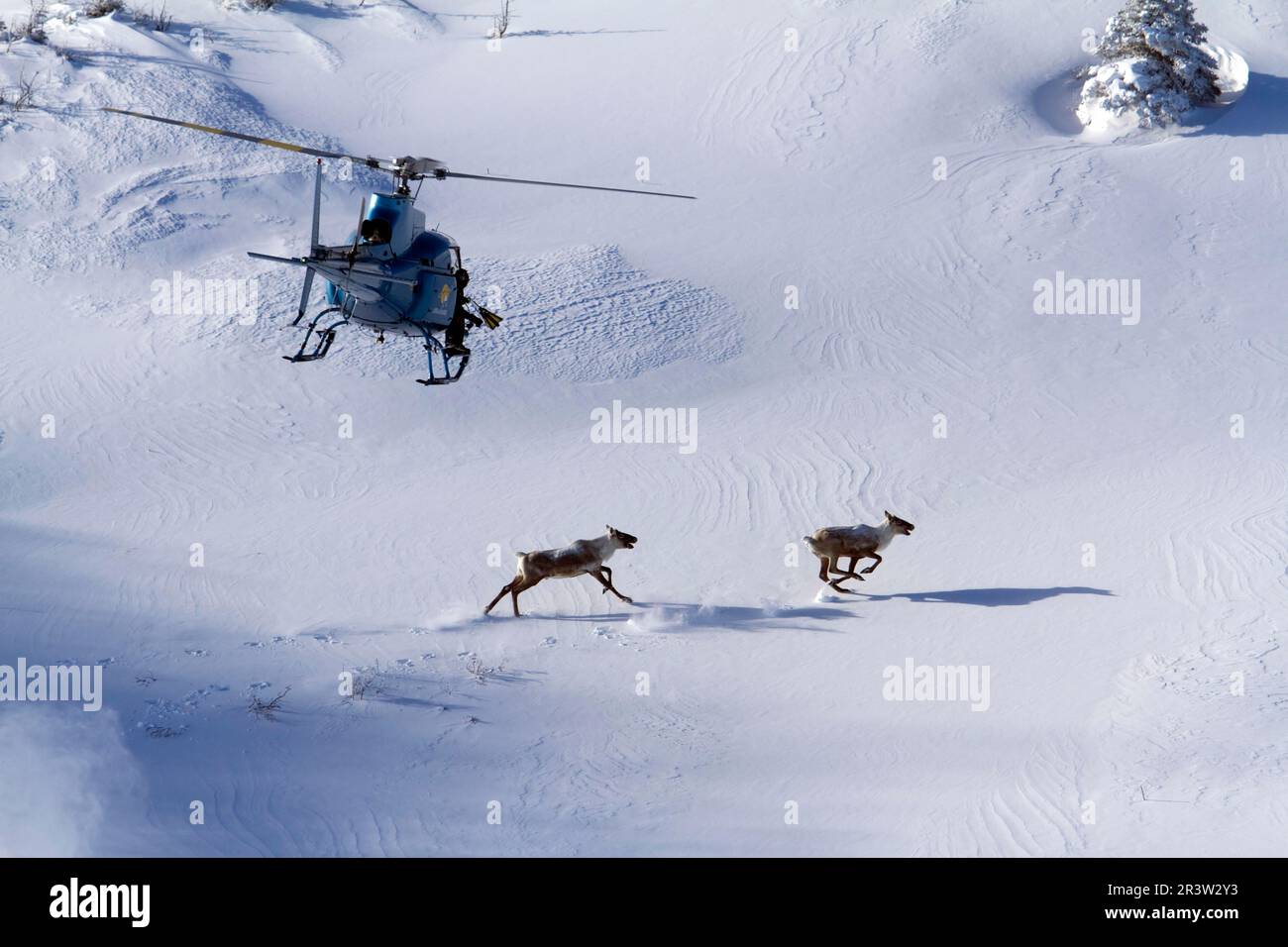 Helicopter over caribous (Rangifer tarandus), mount Albert, Caribou ...