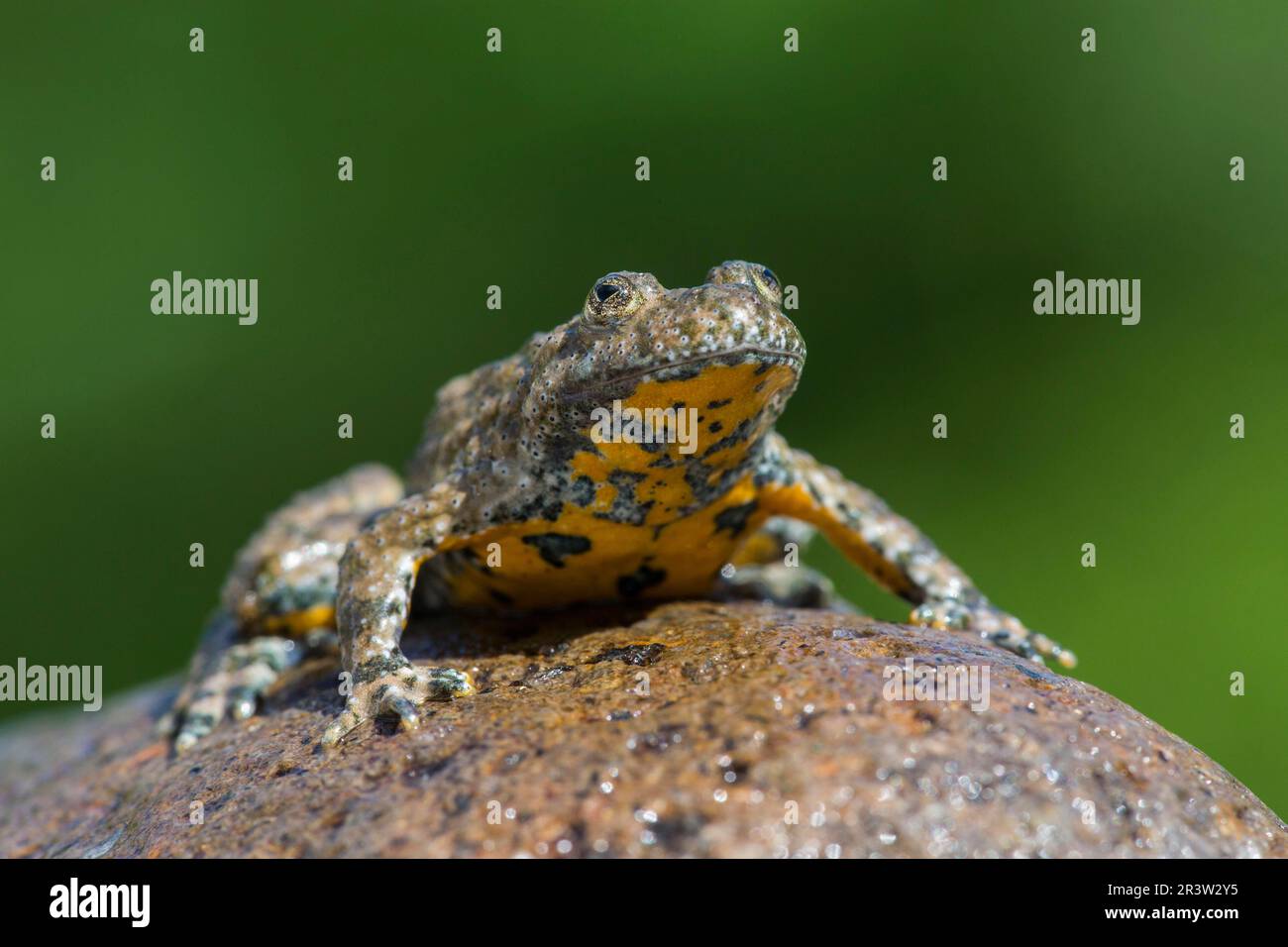 Yellow-bellied toad (Bombina variegata), Bulgary Stock Photo - Alamy