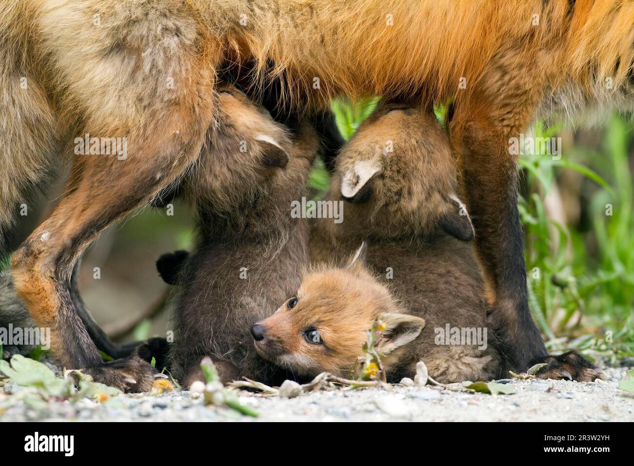 Red fox (Vulpes vulpes) cubs, Gaspesie national park, Canada Stock ...