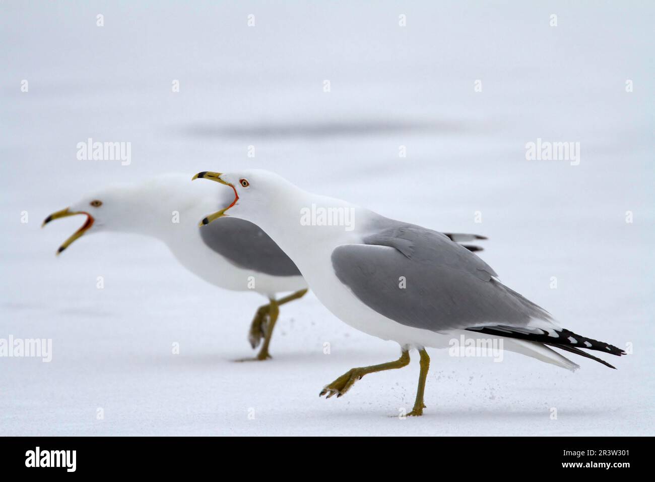 Ring-billed Gulls, Montreal Botanical Garden, Province of Quebec ...