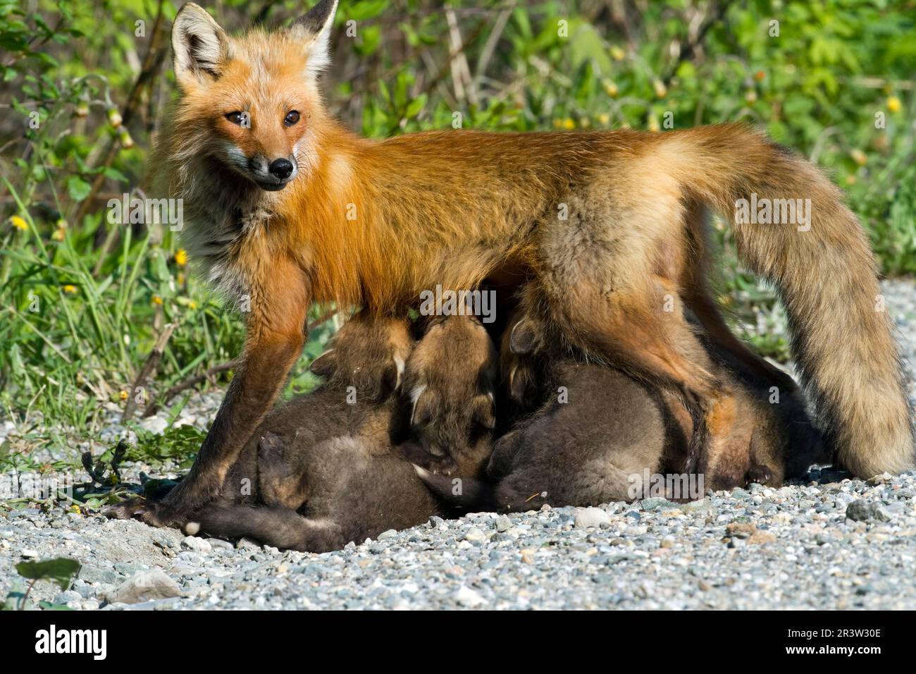 Red fox (Vulpes vulpes) nursing cubs, Gaspesie national park, Canada ...
