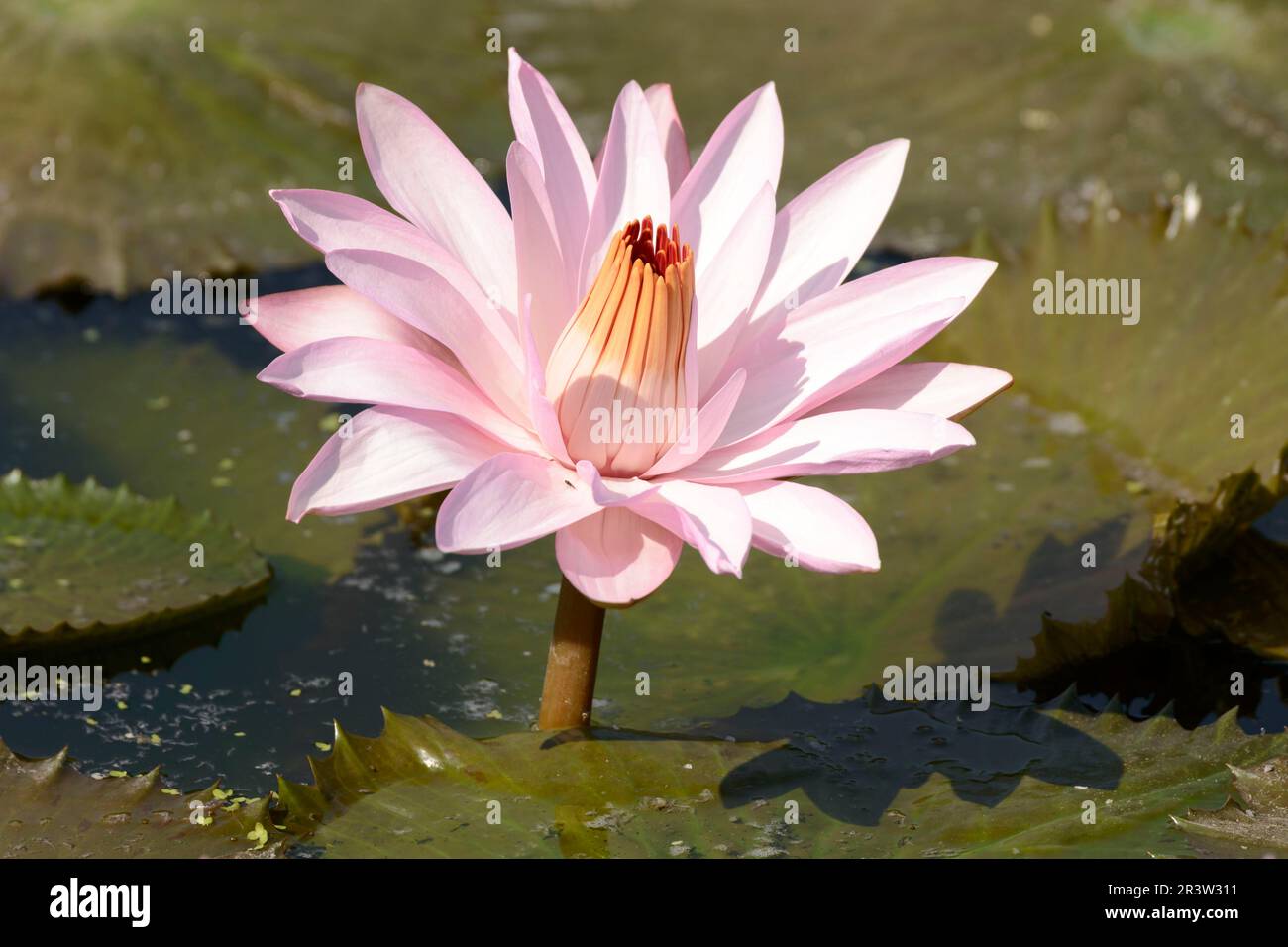 Nymphaea violacea hi-res stock photography and images - Alamy