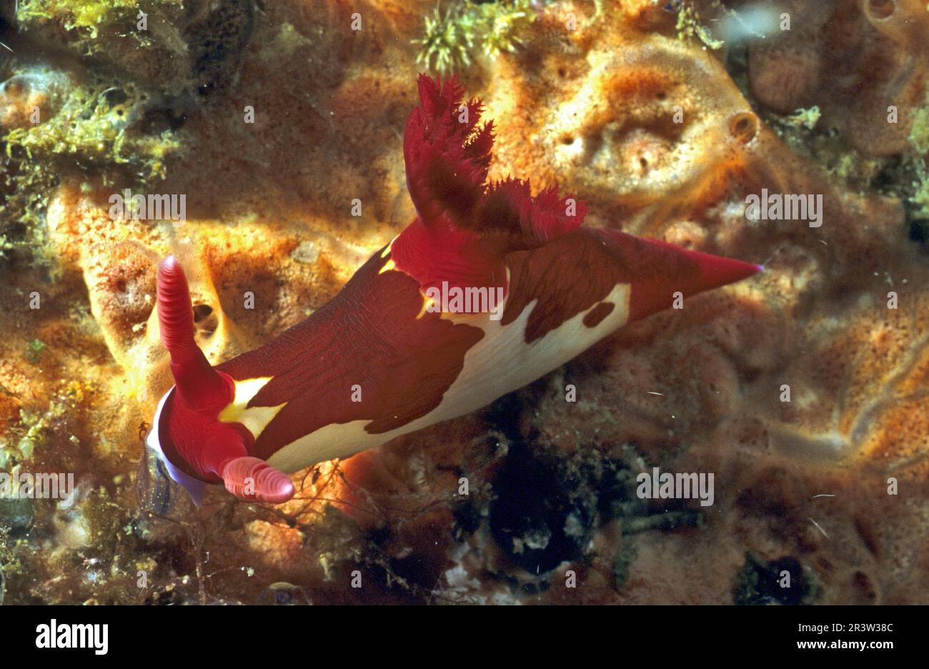 Variable neon slug (nembrotha), dusky, nudibranch, Indo-Pacific ...