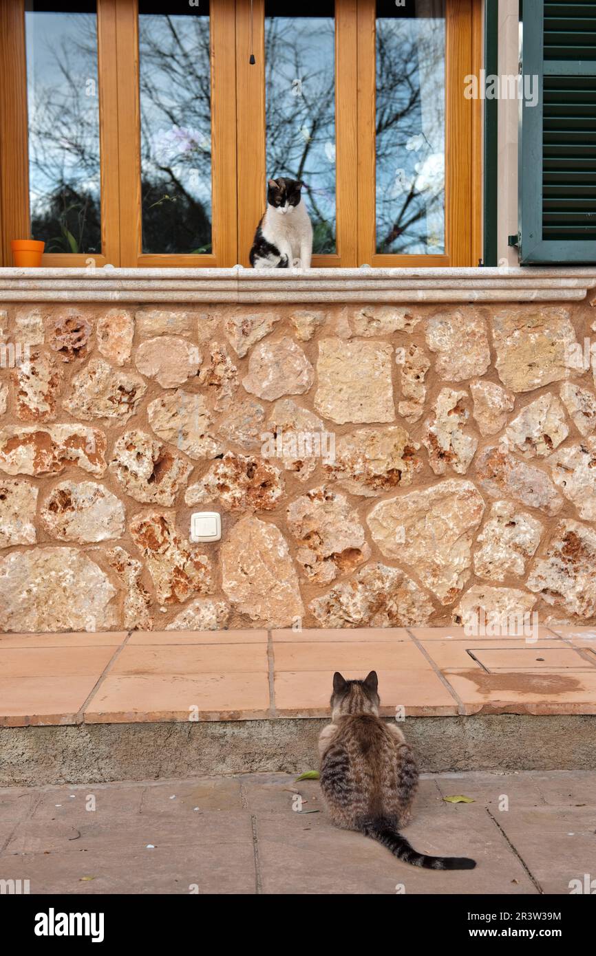Domestic cats watching each other Stock Photo - Alamy