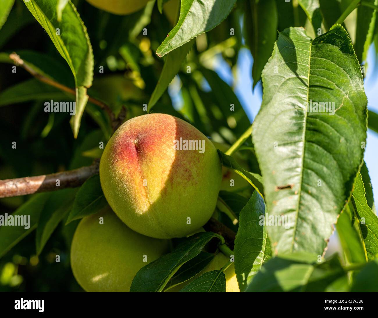 Peach orchid hi-res stock photography and images - Alamy