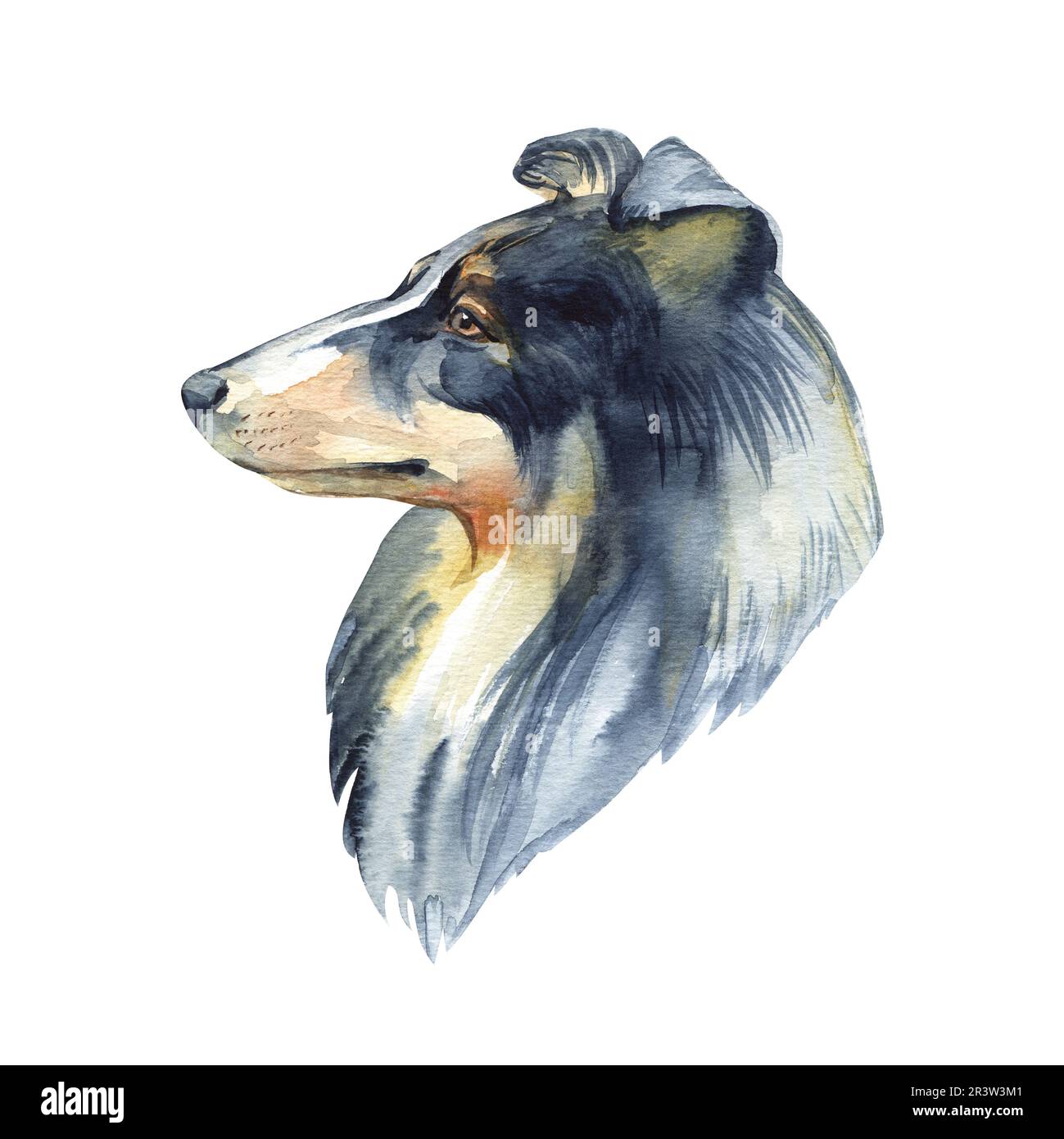 Collie. Portrait dog. Watercolor hand drawn illustration Stock Photo ...