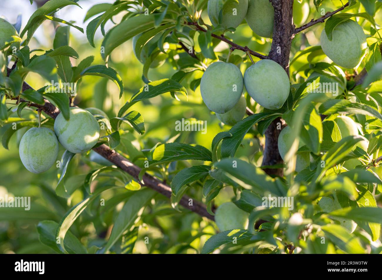 Green Plum Montreal at Raymond Terrell blog