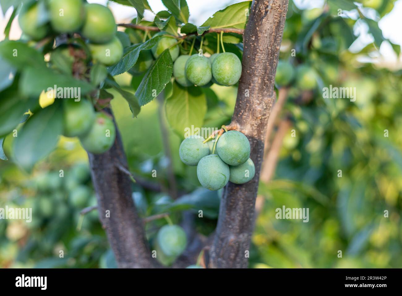 A plum fruit tree full with a green small plum in the fruiting season ...