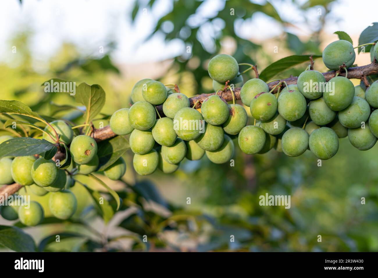 Plum tree hanging farm farming hi-res stock photography and images - Alamy