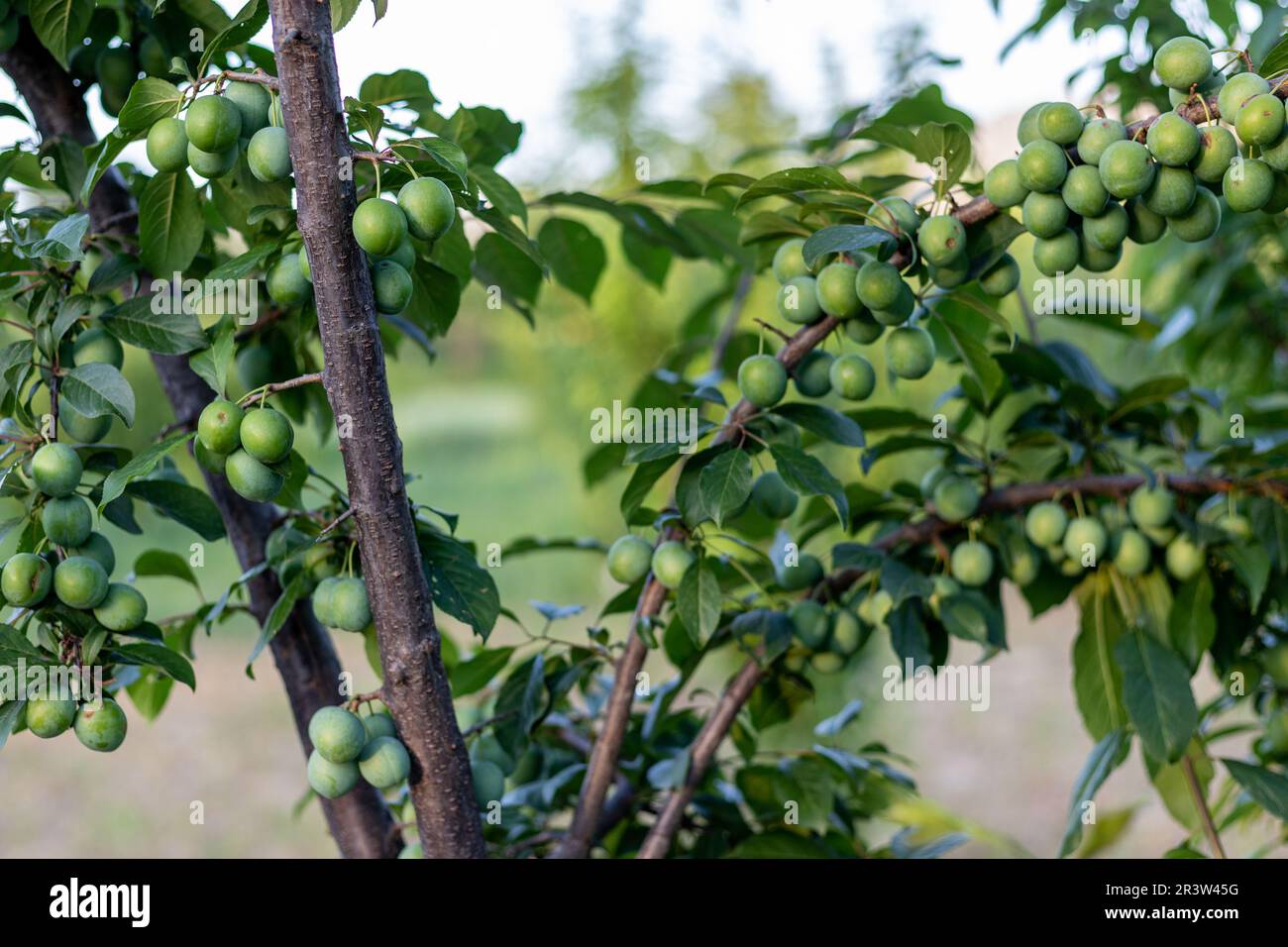 Plum tree produce bumper crop Stock Photo - Alamy