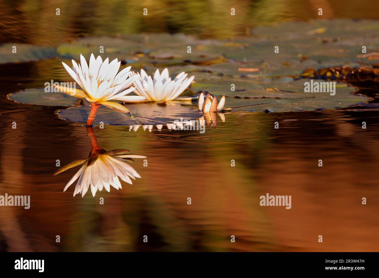 Waterlily, Kwando river, Namibia, Africa (Nymphaea Stock Photo - Alamy