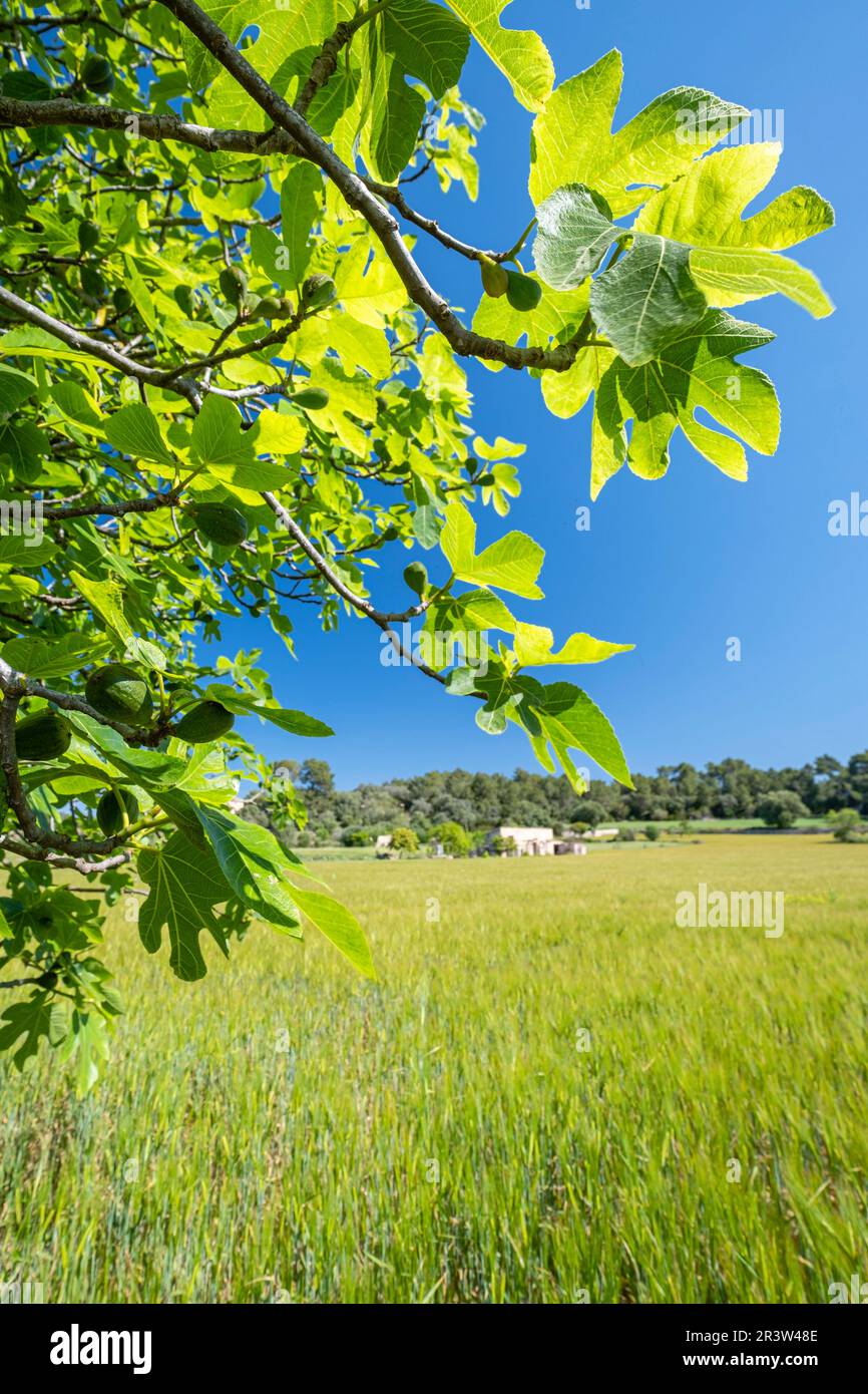 Fig tree in a cereal field Stock Photo - Alamy