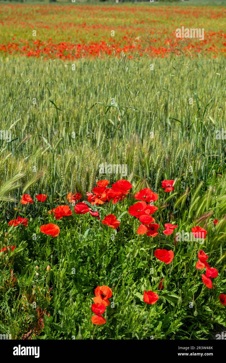Papaver genus hi-res stock photography and images - Alamy