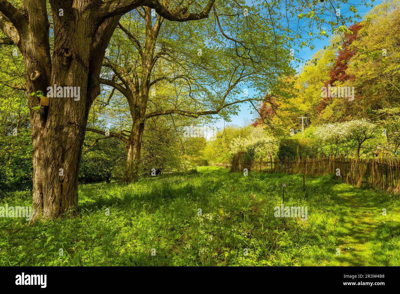 Large Lime trees in natural surroundings during spring Stock Photo - Alamy