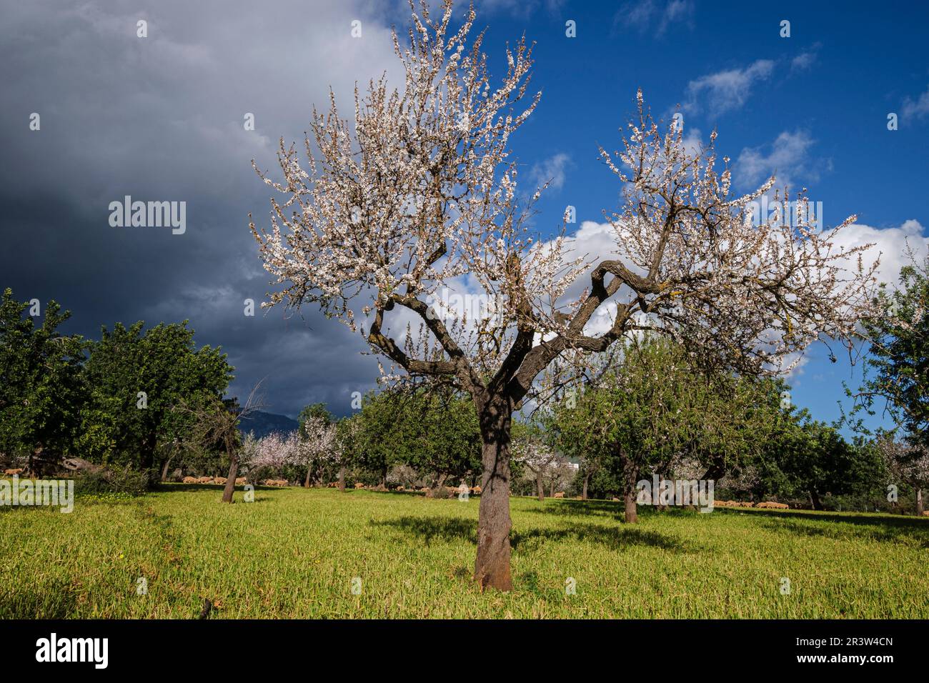 Almond tree in spain hi-res stock photography and images - Alamy