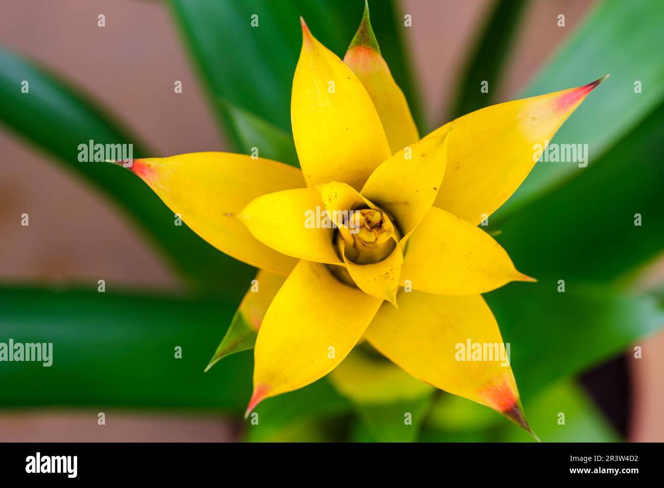 Connate stamens hi-res stock photography and images - Alamy