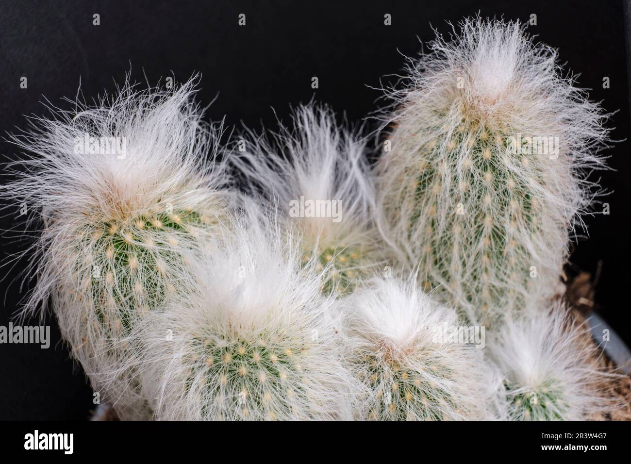 Cotton wool on cactus spines Stock Photo - Alamy