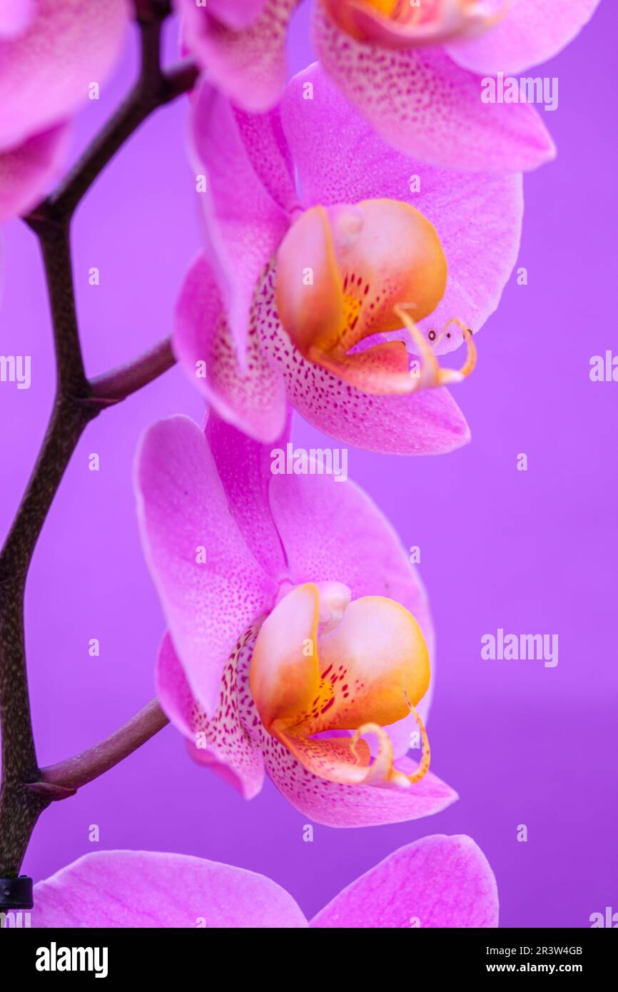 Mycorrhizae plant hi-res stock photography and images - Alamy