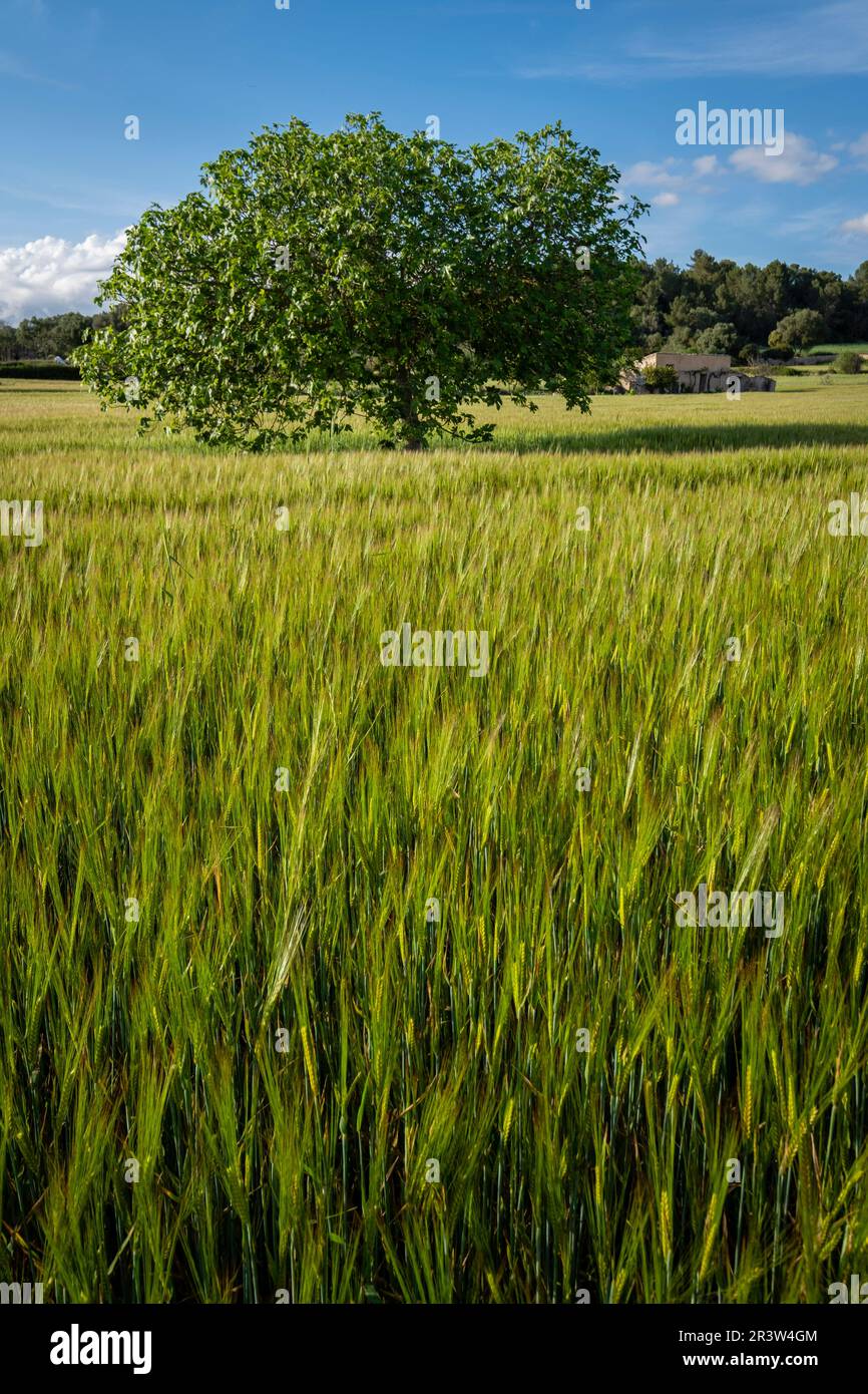 Fig tree in a cereal field Stock Photo - Alamy