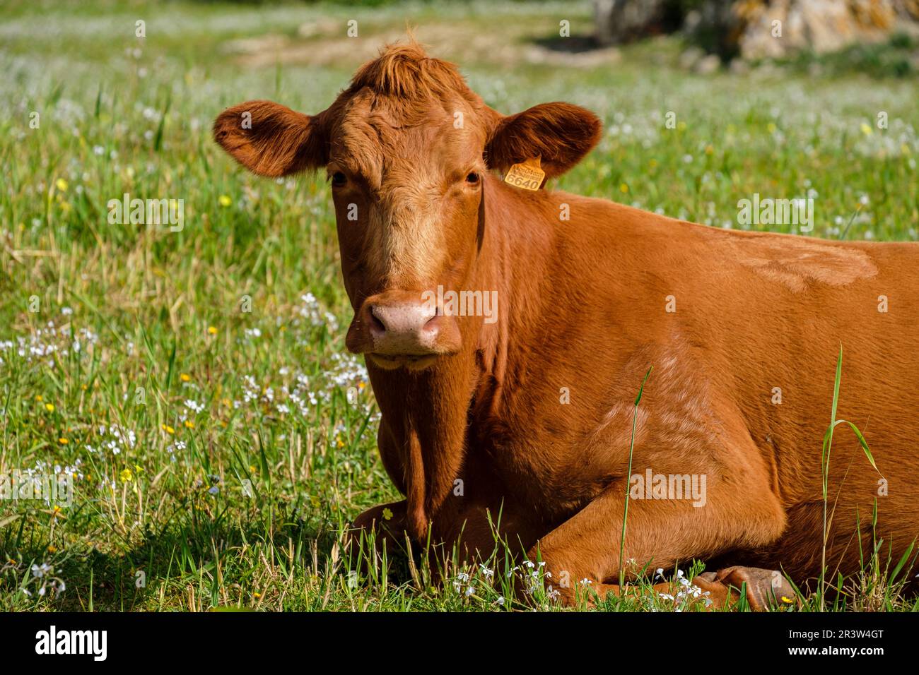 Retinto cows hi-res stock photography and images - Alamy