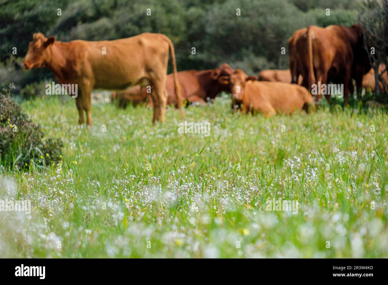 Menorcan cows grazing Stock Photo - Alamy