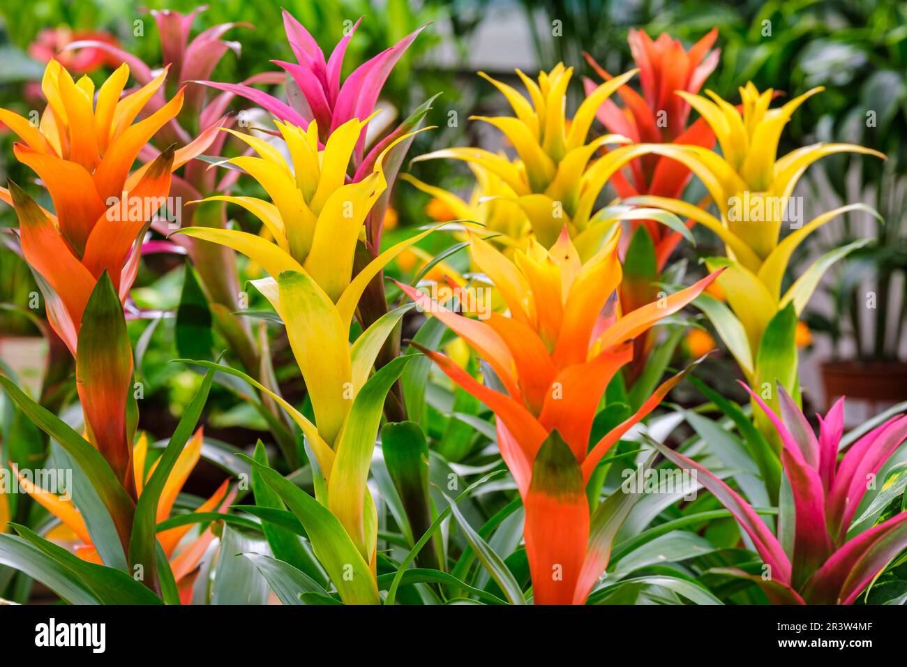 Acaulescent plants hi-res stock photography and images - Alamy
