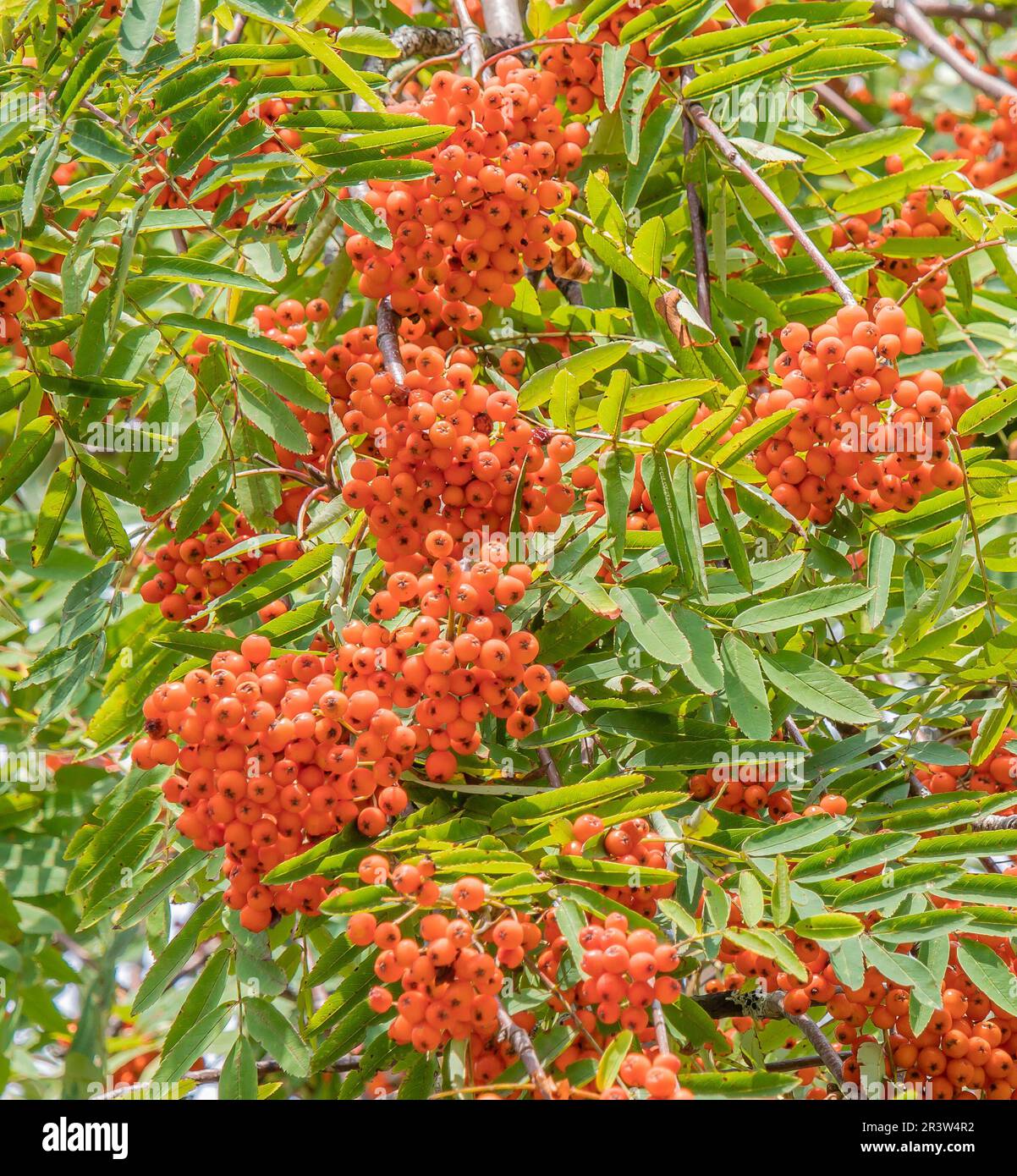 Mountain ash 'Sorbus aucuparia Stock Photo - Alamy