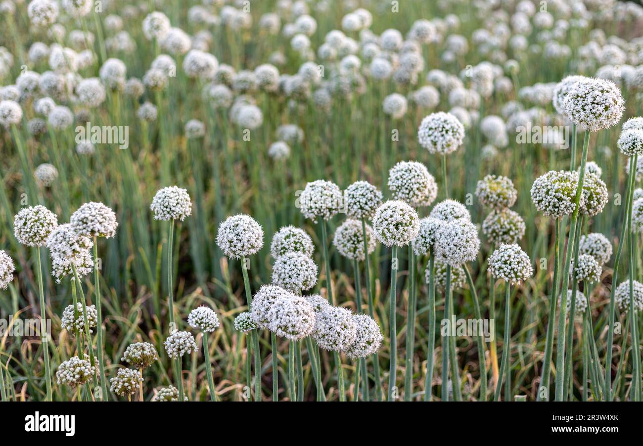 Onion flowering seed pods in the summer Stock Photo - Alamy
