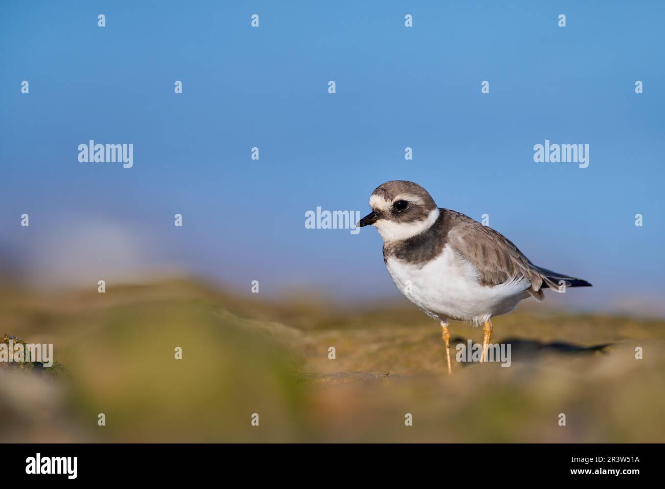 Common ringed plover at the Algarve Stock Photo - Alamy