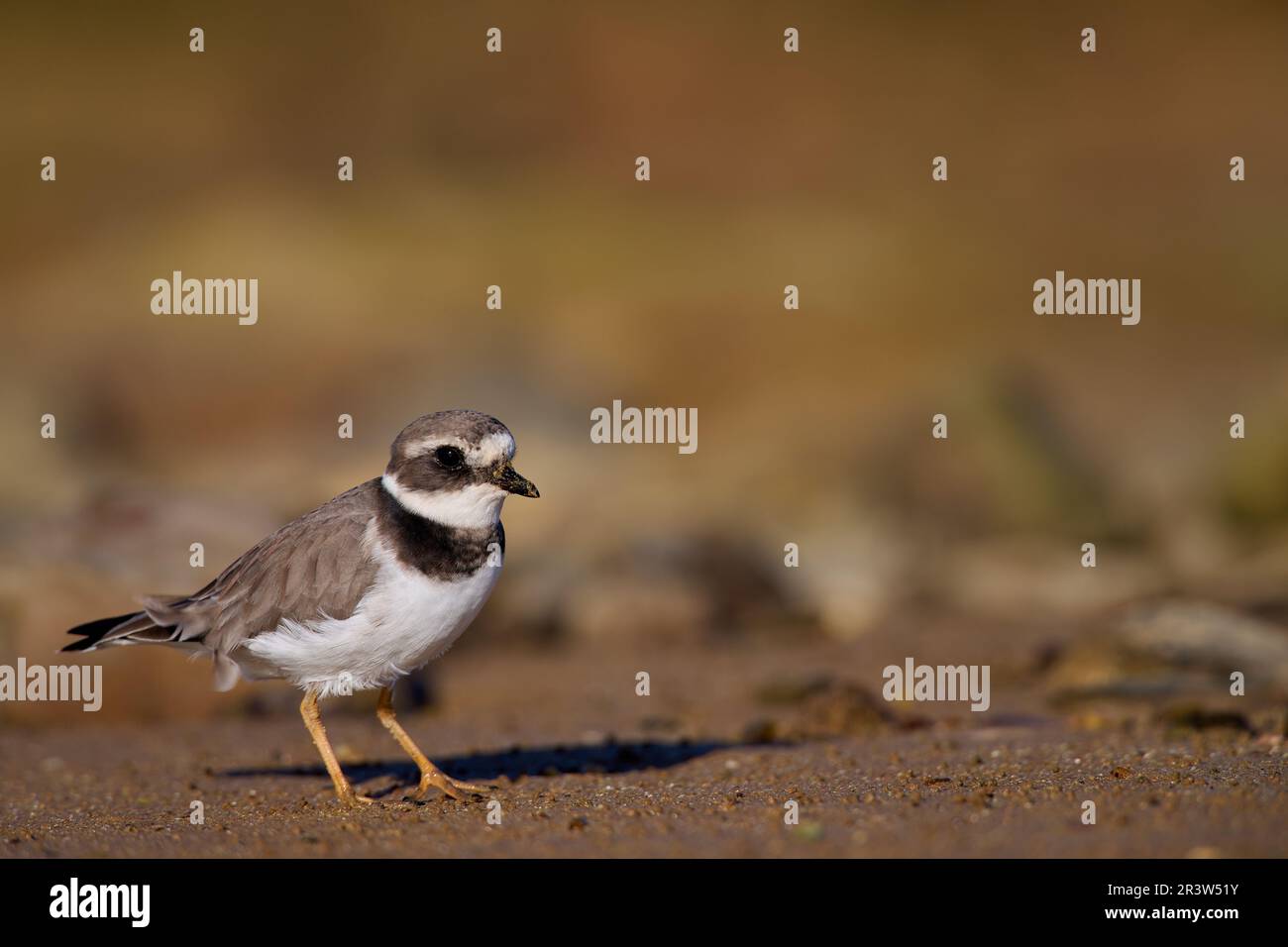 Common ringed plover at the Algarve Stock Photo - Alamy