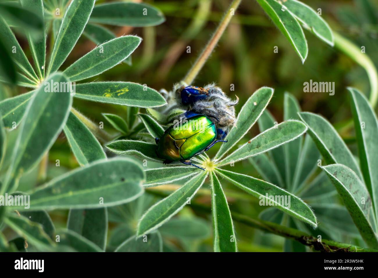 Copper chafer beetle hi-res stock photography and images - Alamy