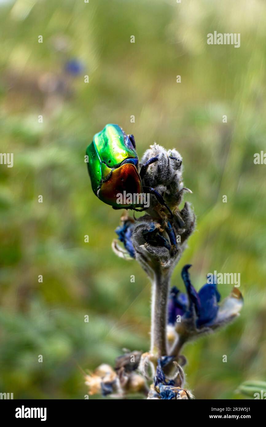 Metallic, shiny green copper beetle - Protaetia cuprea close up on ...