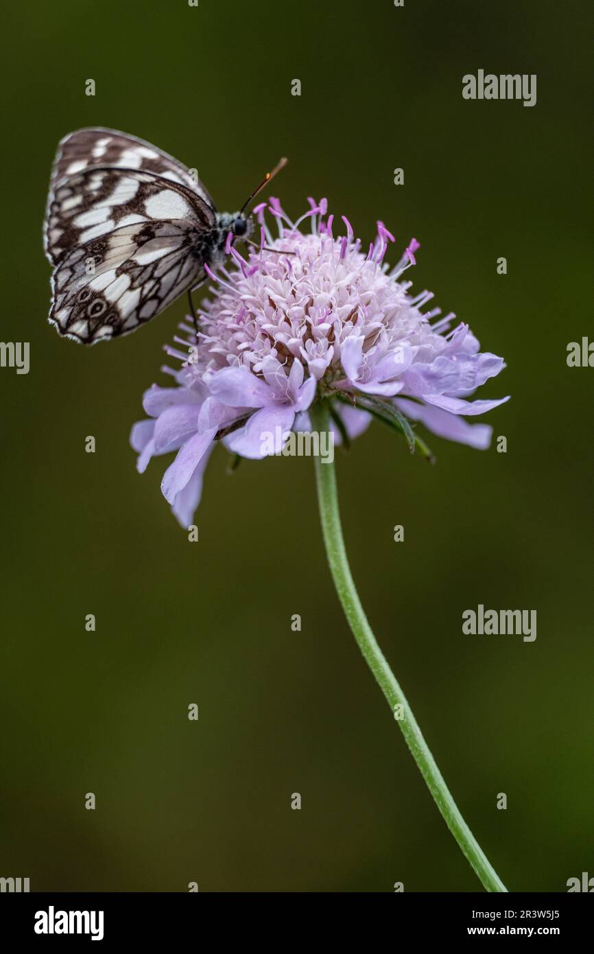 Butterfly pollinating a flower Stock Photo - Alamy