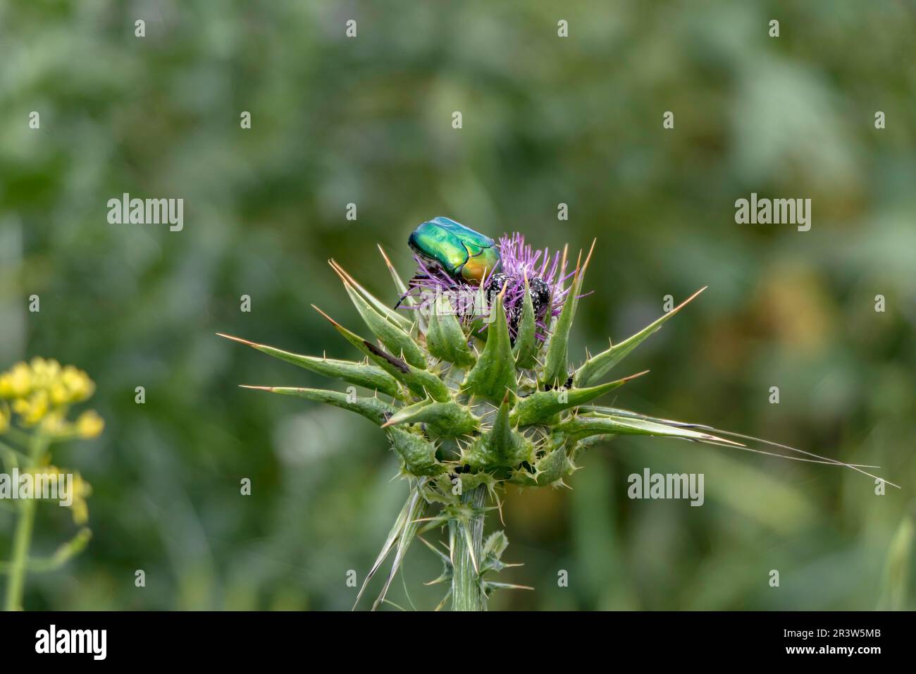 Metallic, shiny green copper beetle - Protaetia cuprea close up on ...