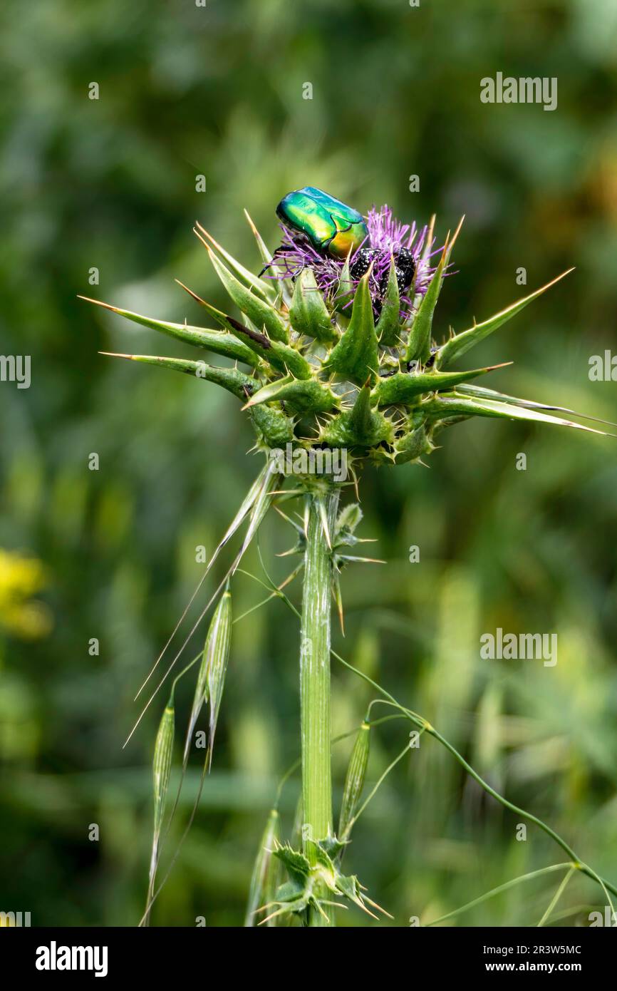Metallic, shiny green copper beetle - Protaetia cuprea close up on ...