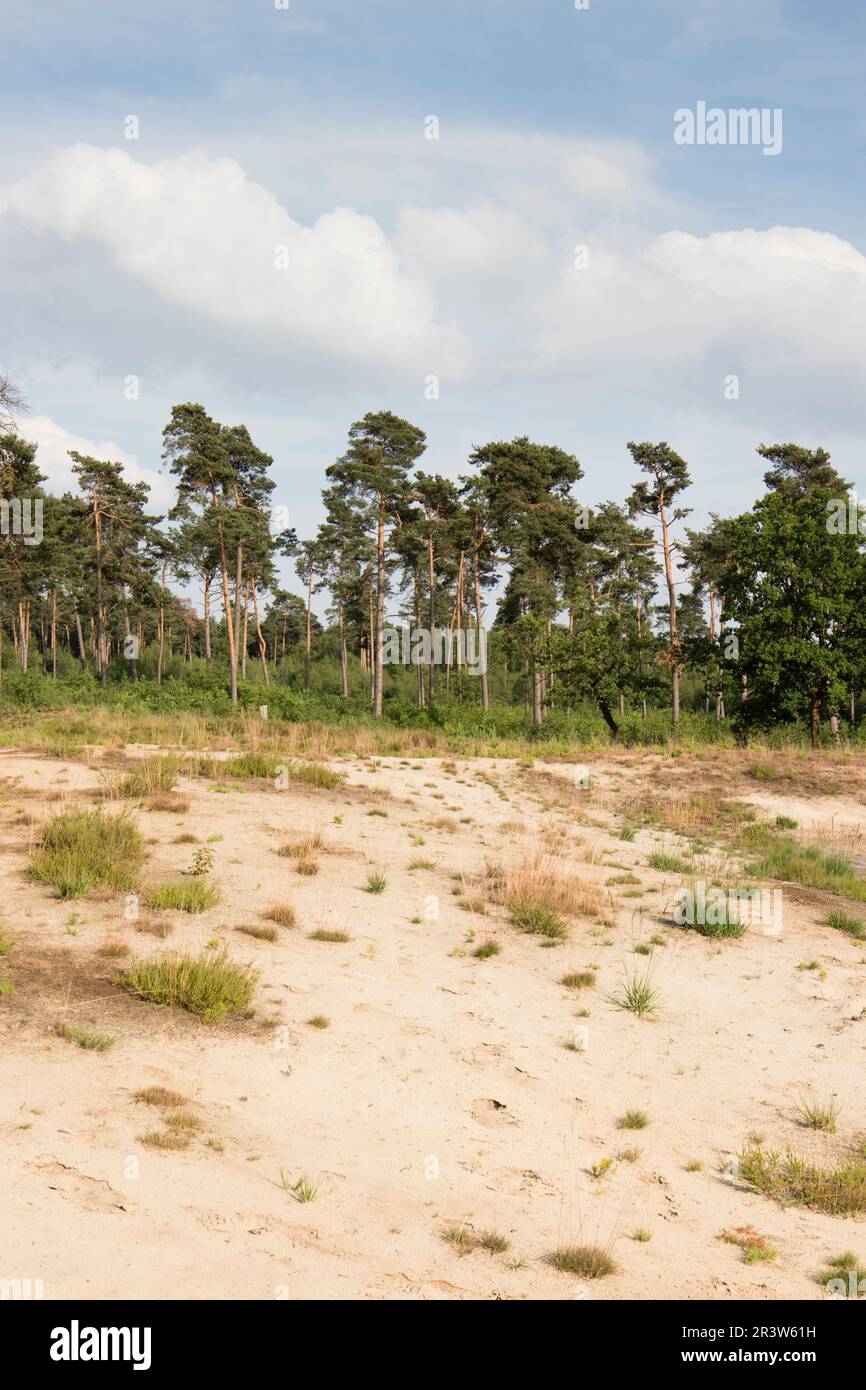 Sand dry grassland hi-res stock photography and images - Alamy