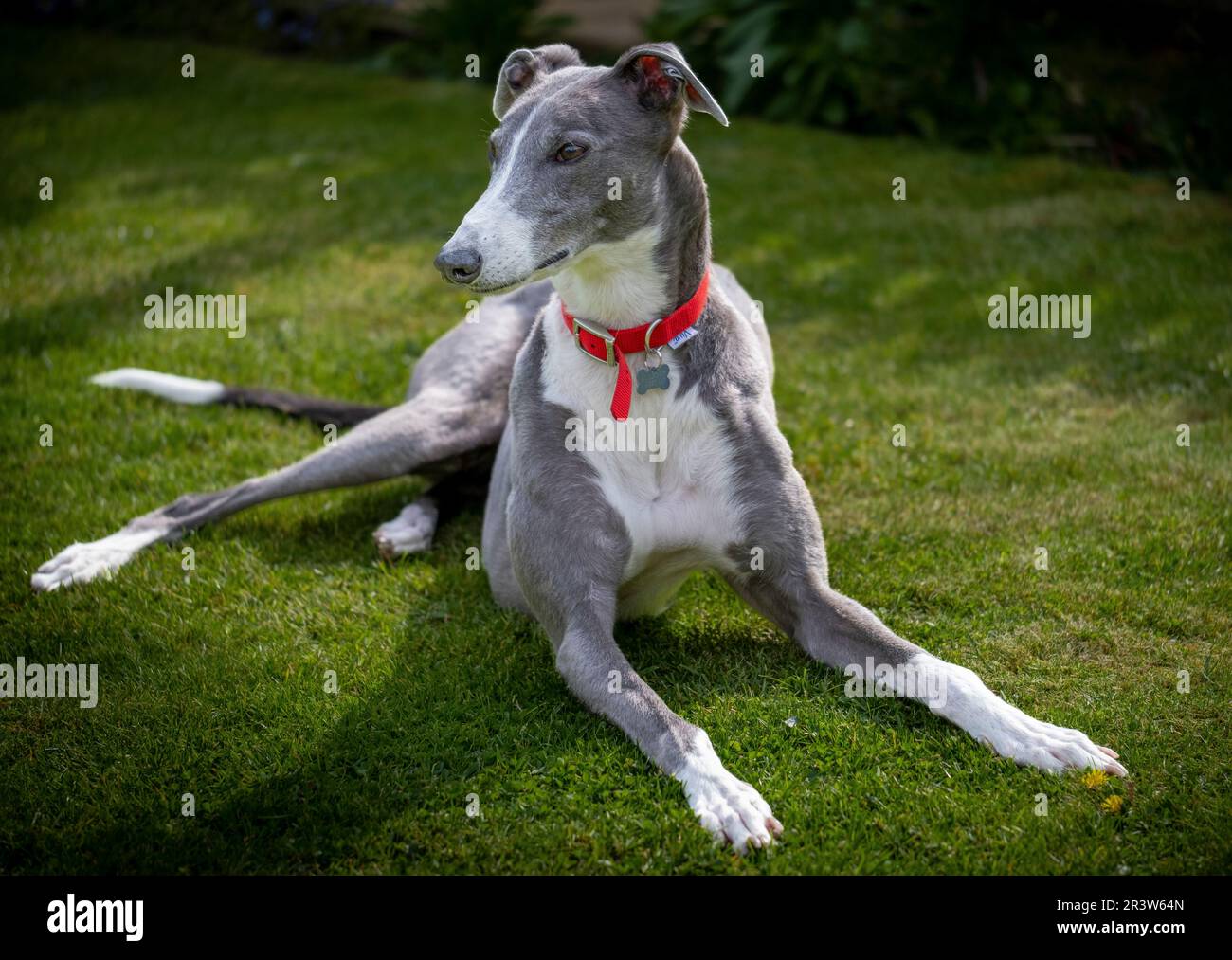 A blue Greyhound relaxing in a garden Stock Photo - Alamy