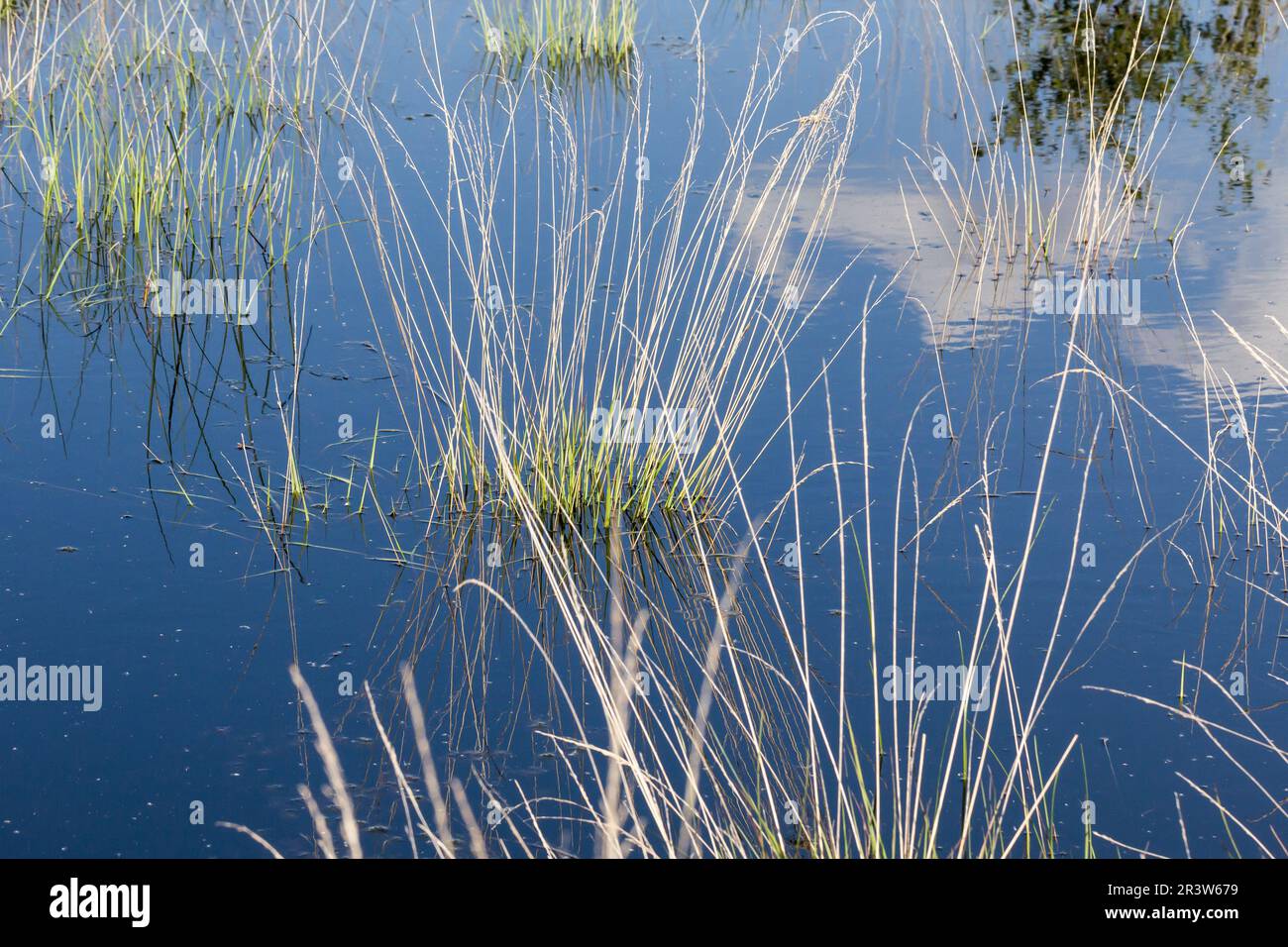 Oppenweher Moor, bog grasses in water, North Rhine-Westphalia Stock ...