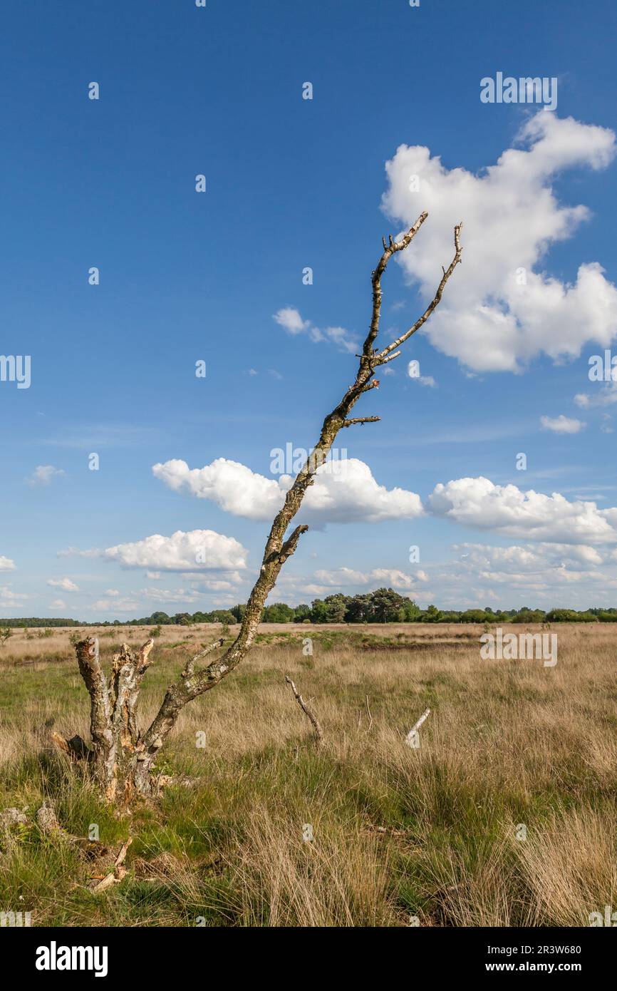 Betula pubescens, dead bog birch in Oppenweher Moor Stock Photo - Alamy