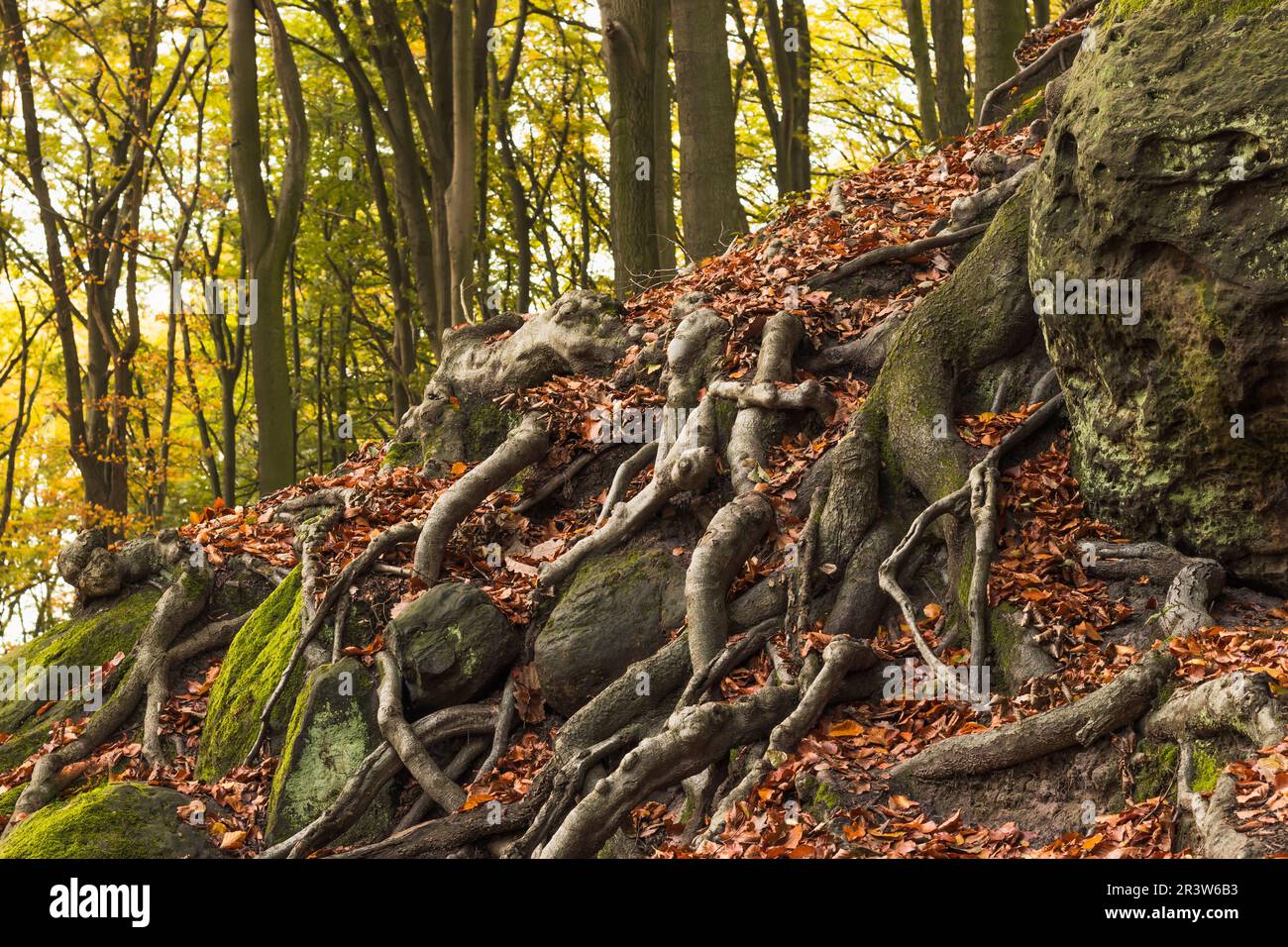 Tecklenburg, witch kitchen, tree roots, Tecklenburger Land, North Rhine ...