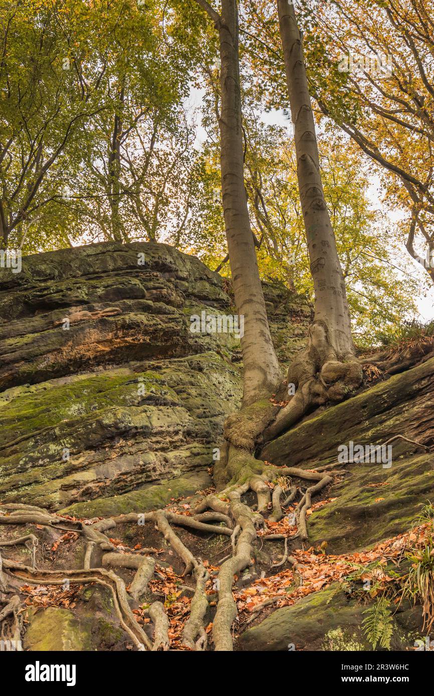 Tecklenburg, witch kitchen, tree roots, rocks, Tecklenburger Land ...
