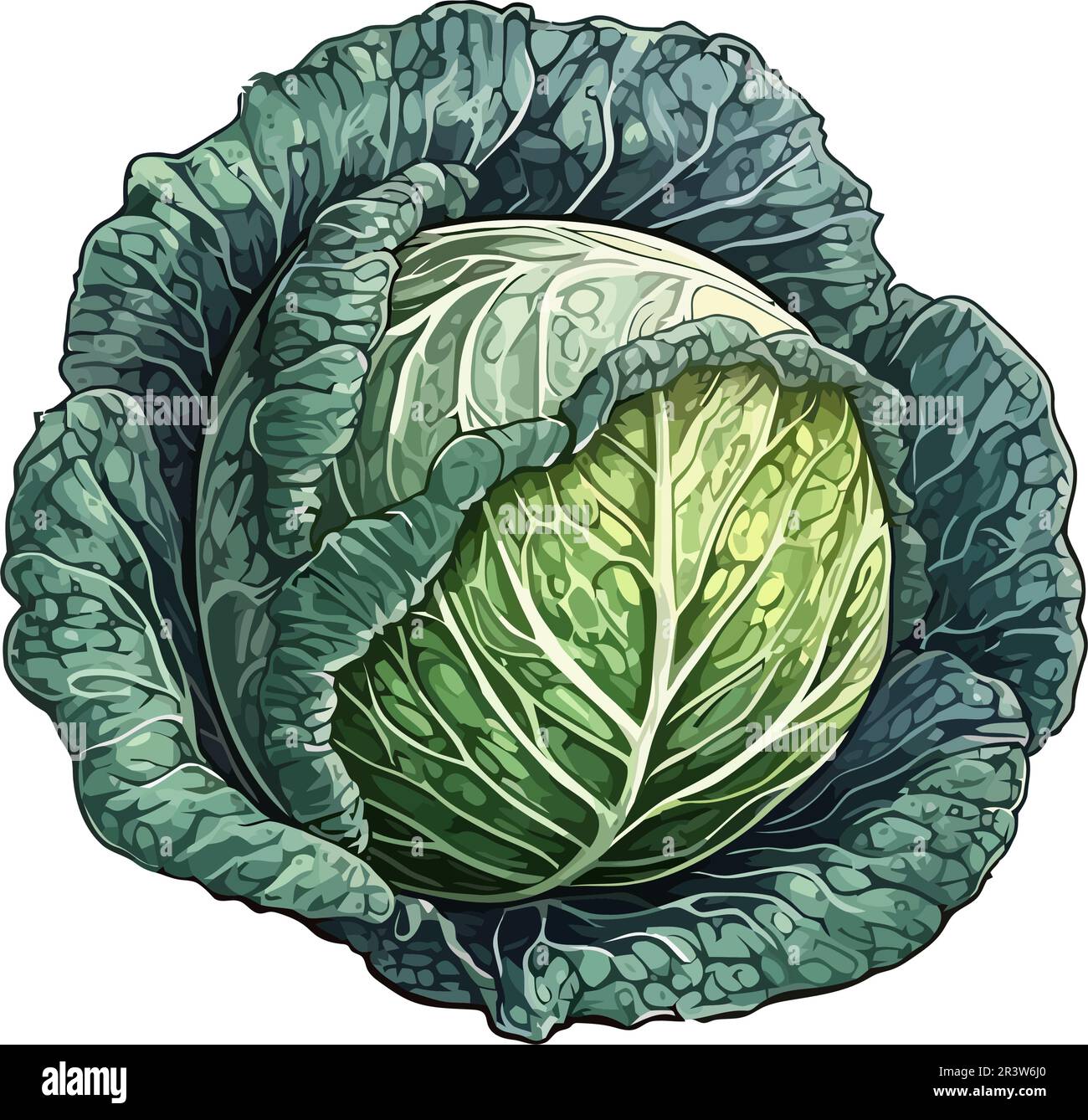 Cabbage isolated on white background illustration Stock Vector Image ...