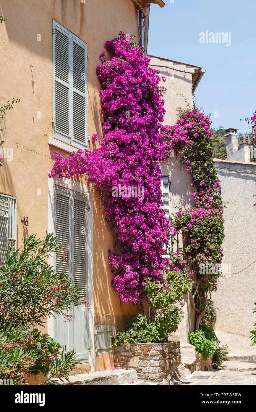 Bormes-les-Mimosas, old town with bougainvillea, Provence, South of ...