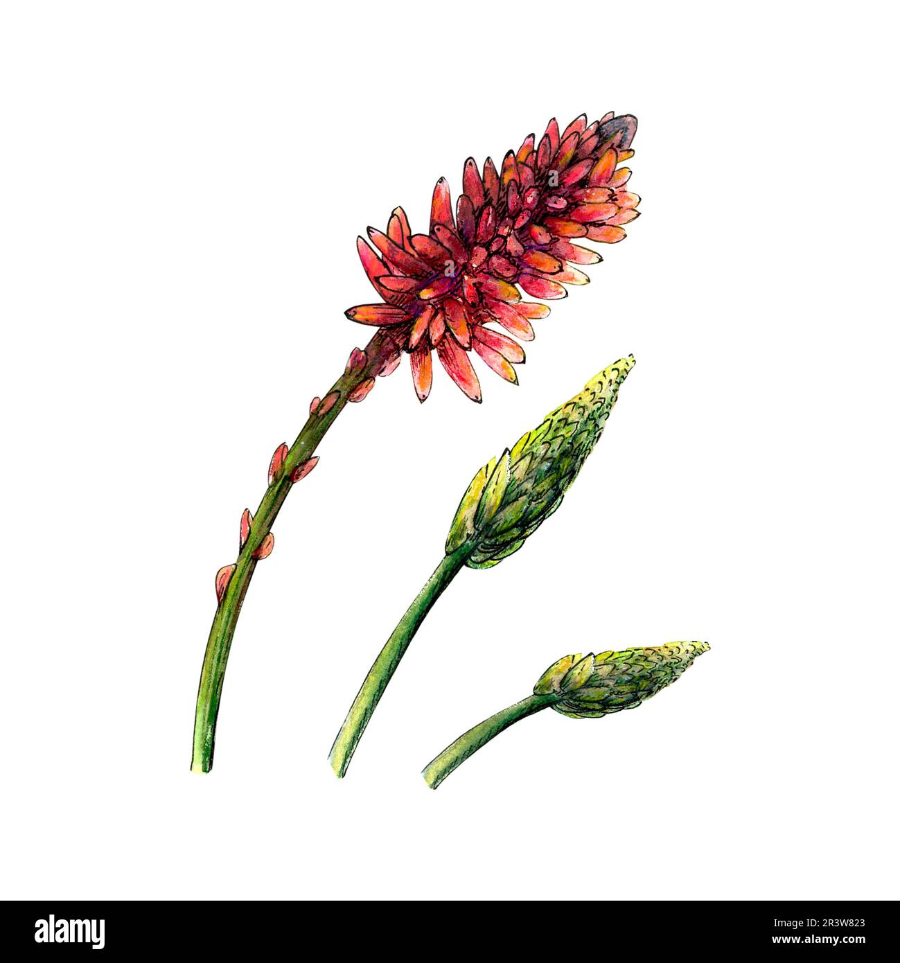 Aloe Flower Drawing