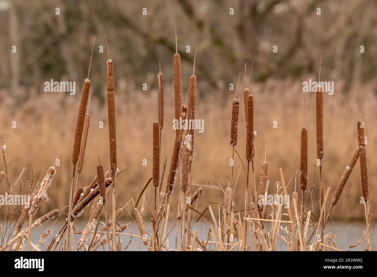 Cattails pond duck hi-res stock photography and images - Alamy