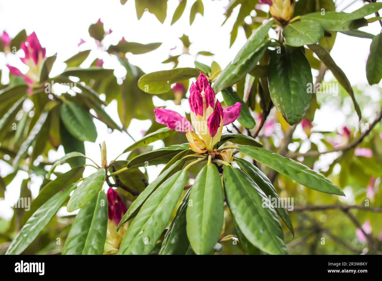 Blooming magnolia trees in a spring garden Stock Photo - Alamy