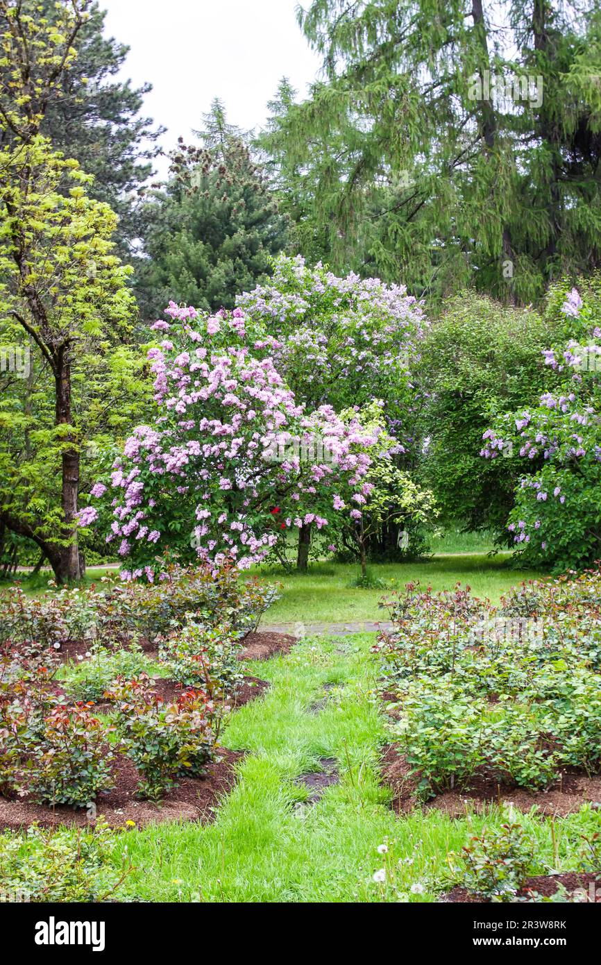 Scenic nature view in spring park Stock Photo - Alamy