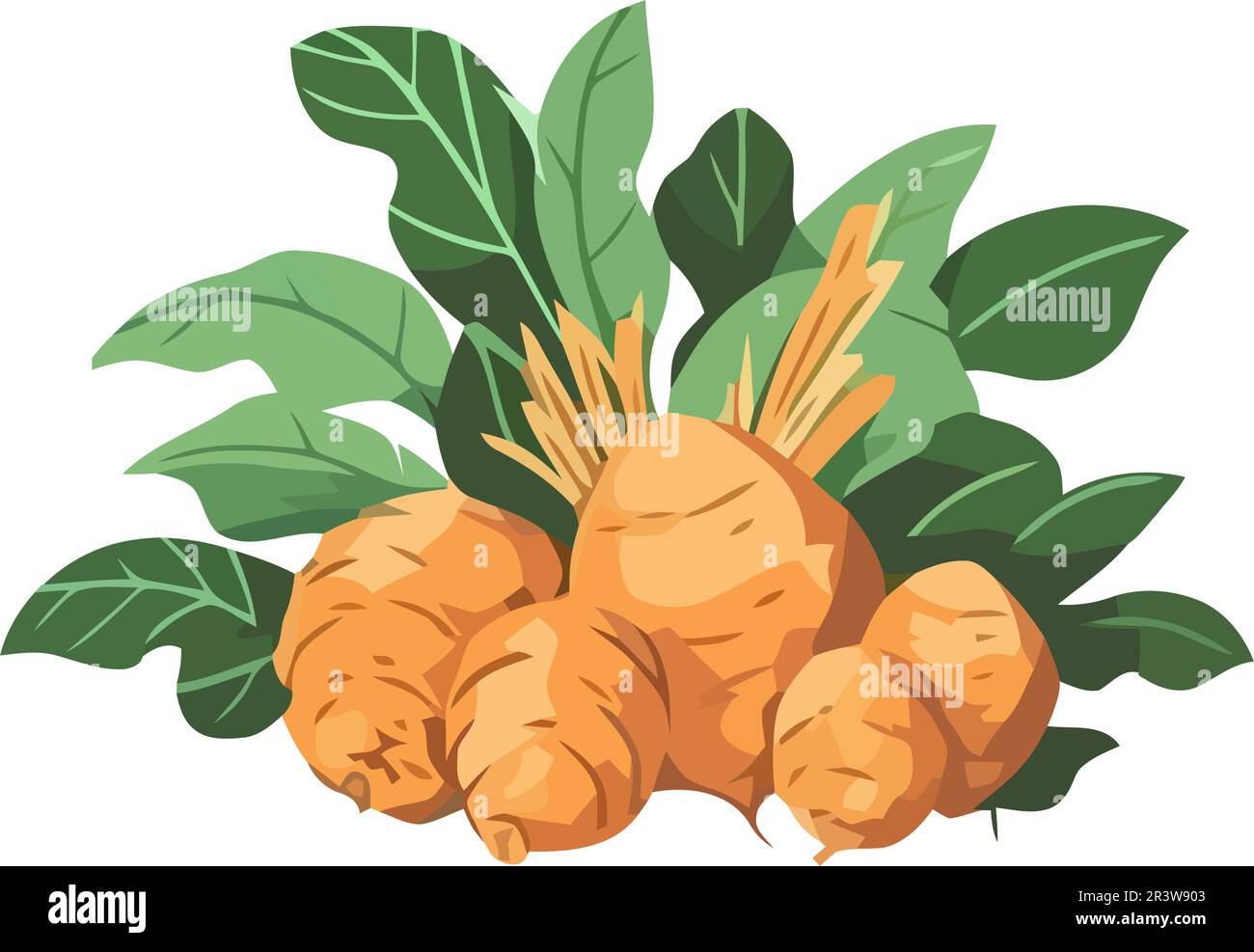 organic fresh maca tuber Stock Vector Image & Art - Alamy