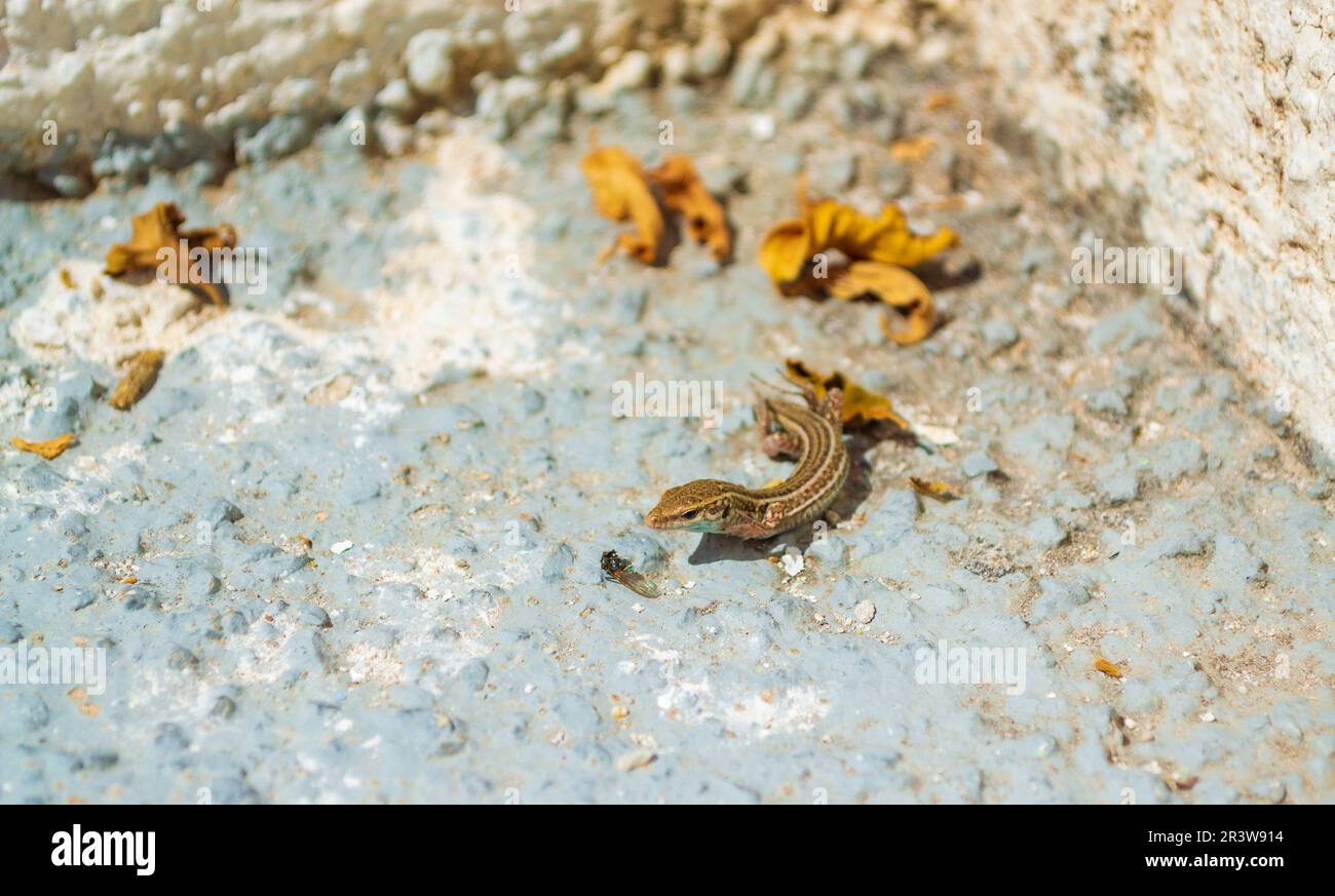 Lizard with tail lost due to autotomy at Manolas village steps at ...