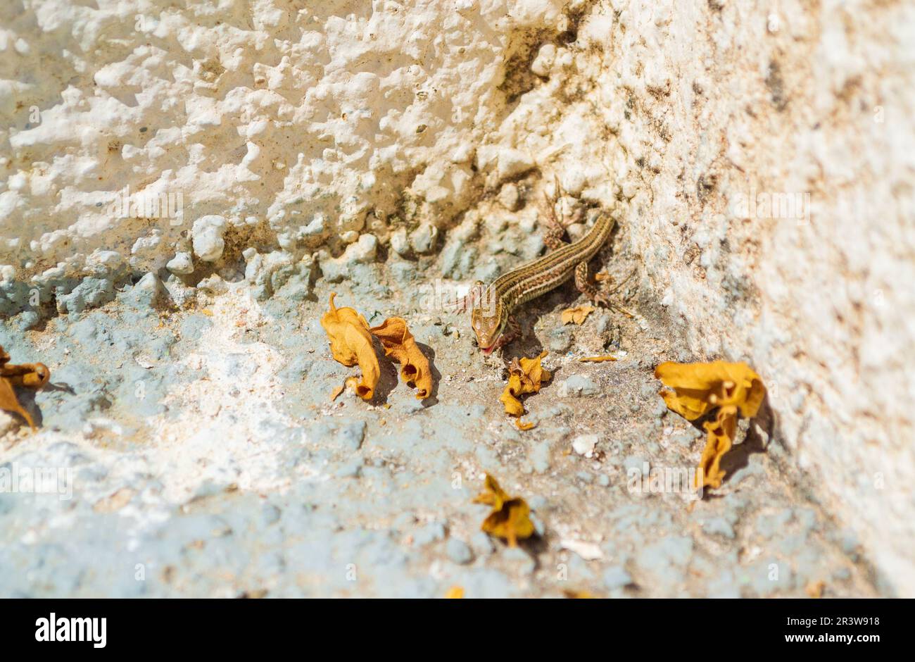 Lizard with tail lost due to autotomy at Manolas village steps at ...